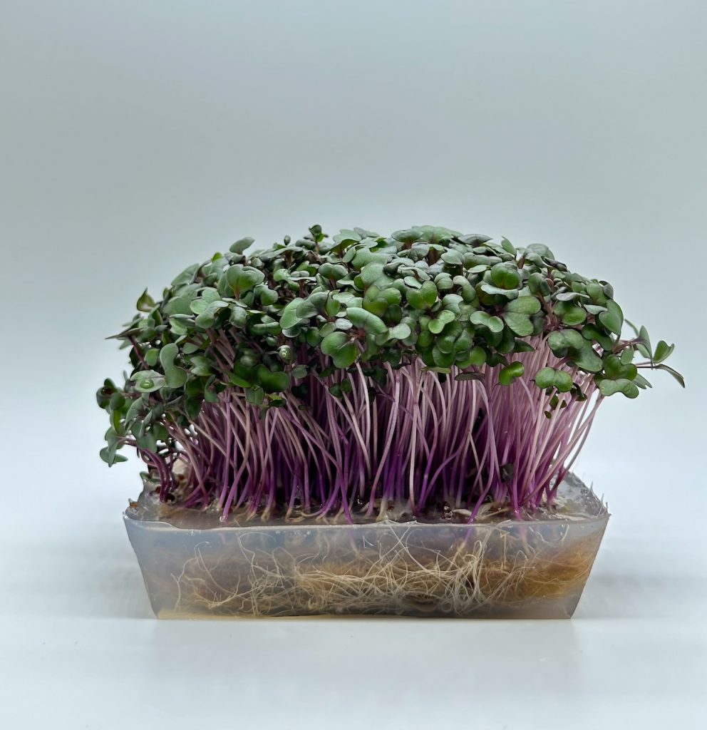 Chou rouge - Green-lab